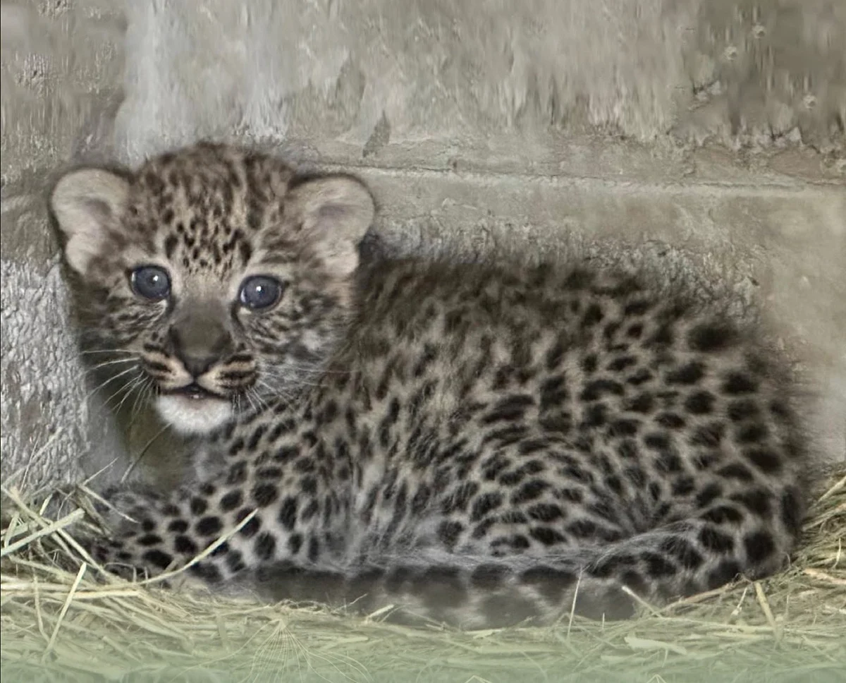 UAE: New Arabian leopard born in Sharjah, authority announces
