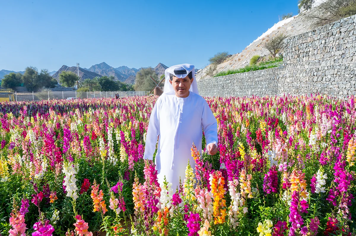 Lavender, sunflower, snapdragons: How UAE farmer makes 50,000 flowers ...