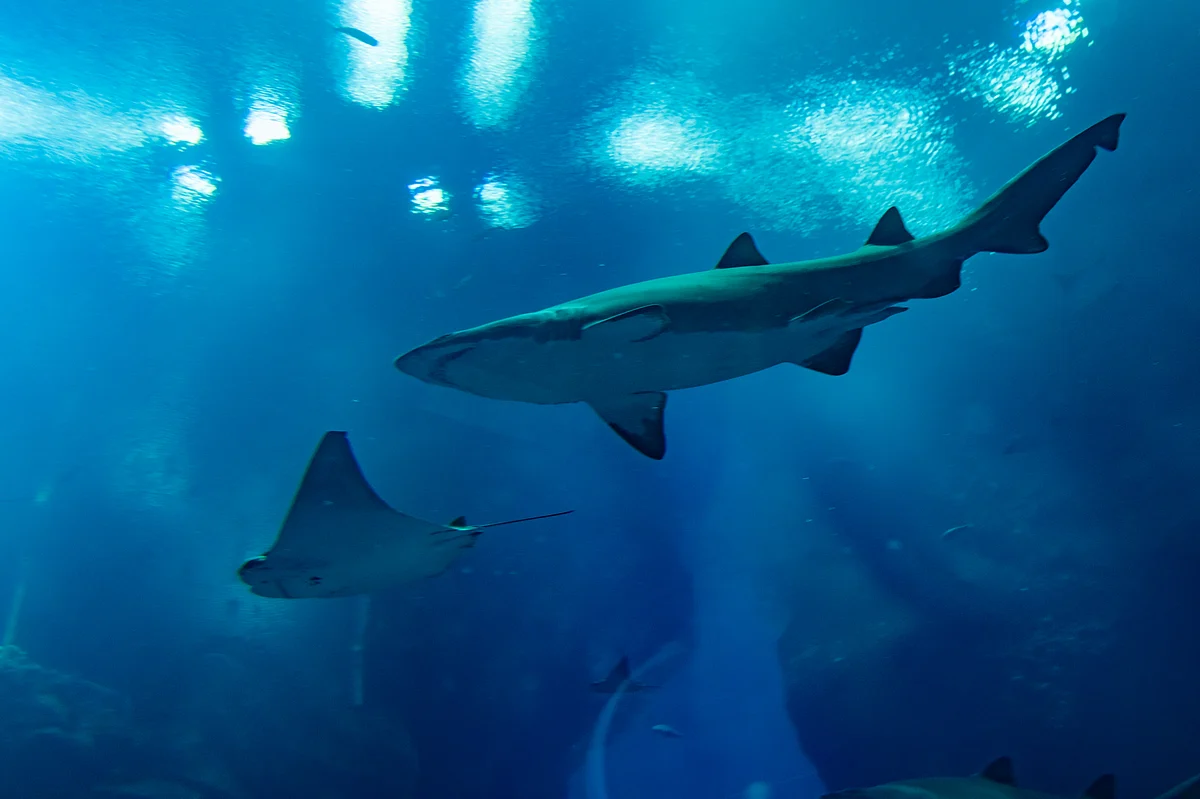 SeaWorld Abu Dhabi's new submersible: KT takes a deep dive; here's what ...