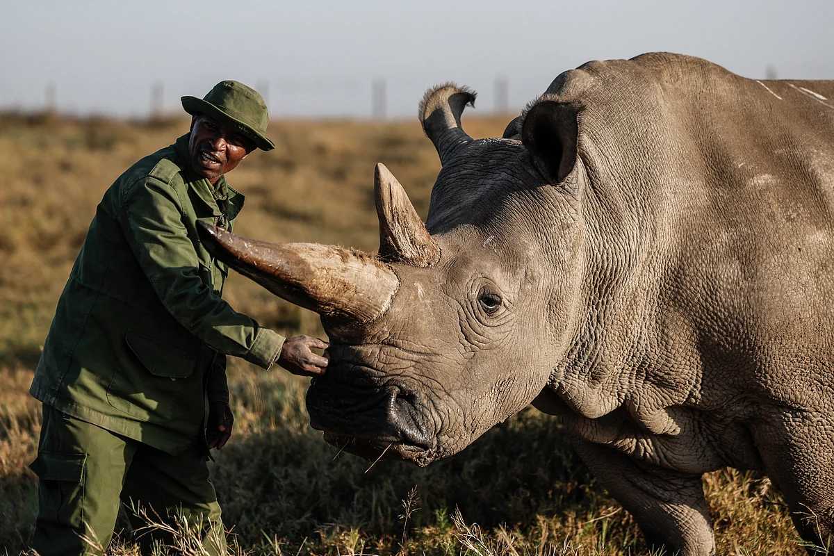 'We will save them': The quest to rescue nearly extinct rhino | Khaleej Times