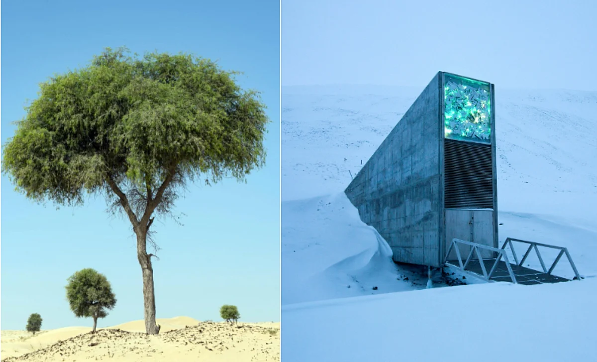 UAE stores Ghaf tree seeds in Arctic’s 'Doomsday Vault' | Khaleej Times