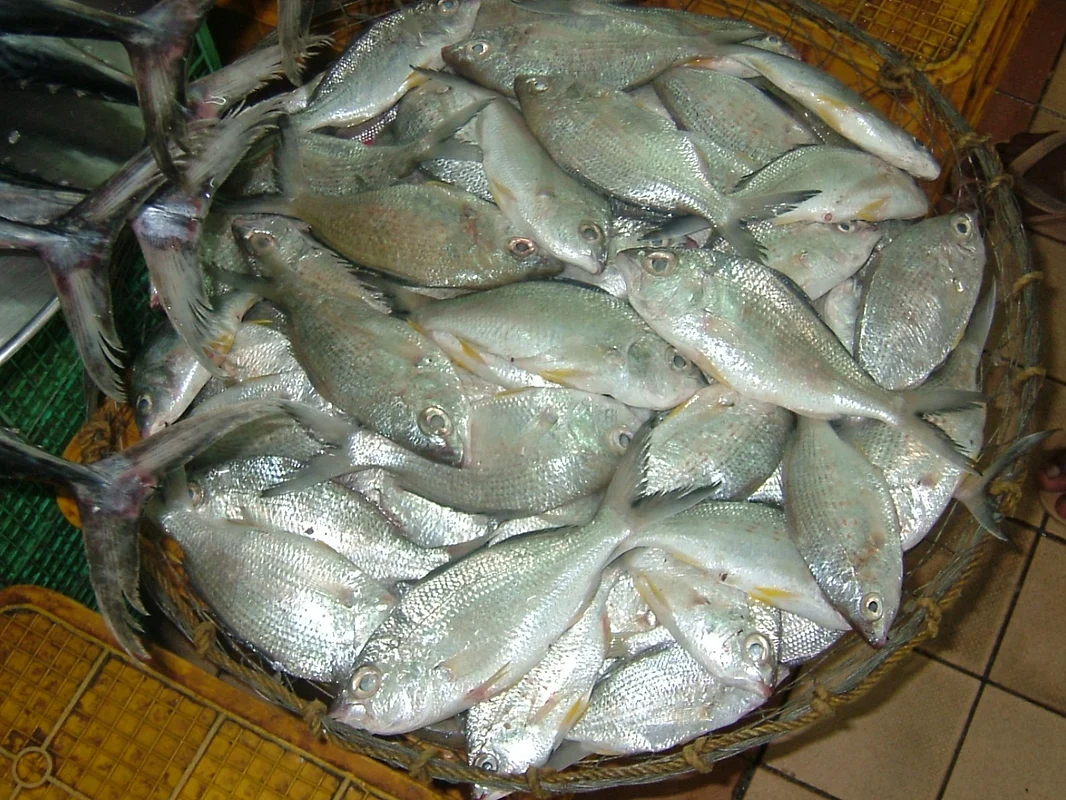 UAE: 8 retail outlets face violations in Abu Dhabi for selling fish ...
