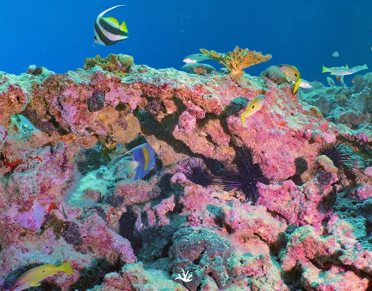 Abu Dhabi unveils largest artificial coral reef project in Middle East to restore marine life ...