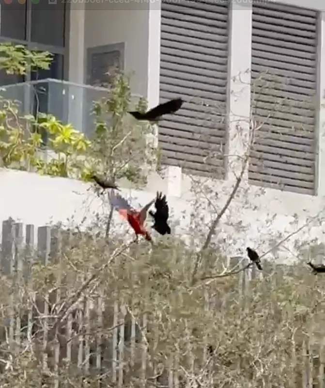 Watch: Blue-and-gold macaw attacked by crows in Dubai; public urged to ...