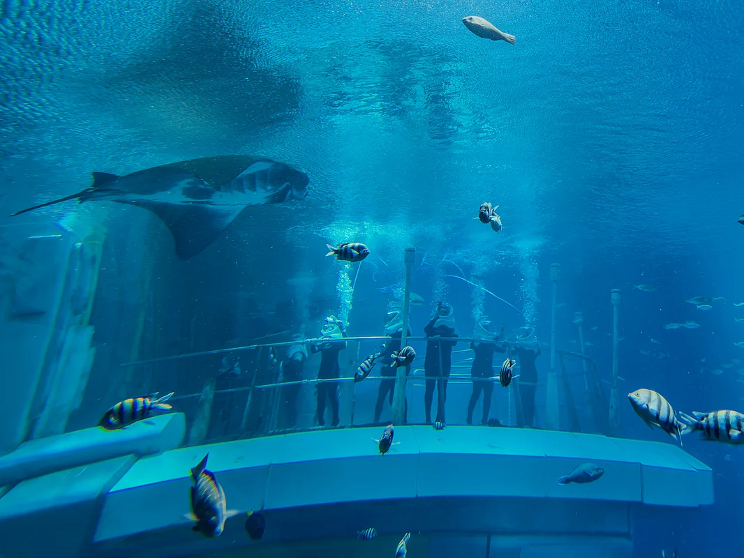 Watch: I walked underwater with sharks at SeaWorld Abu Dhabi; here's ...