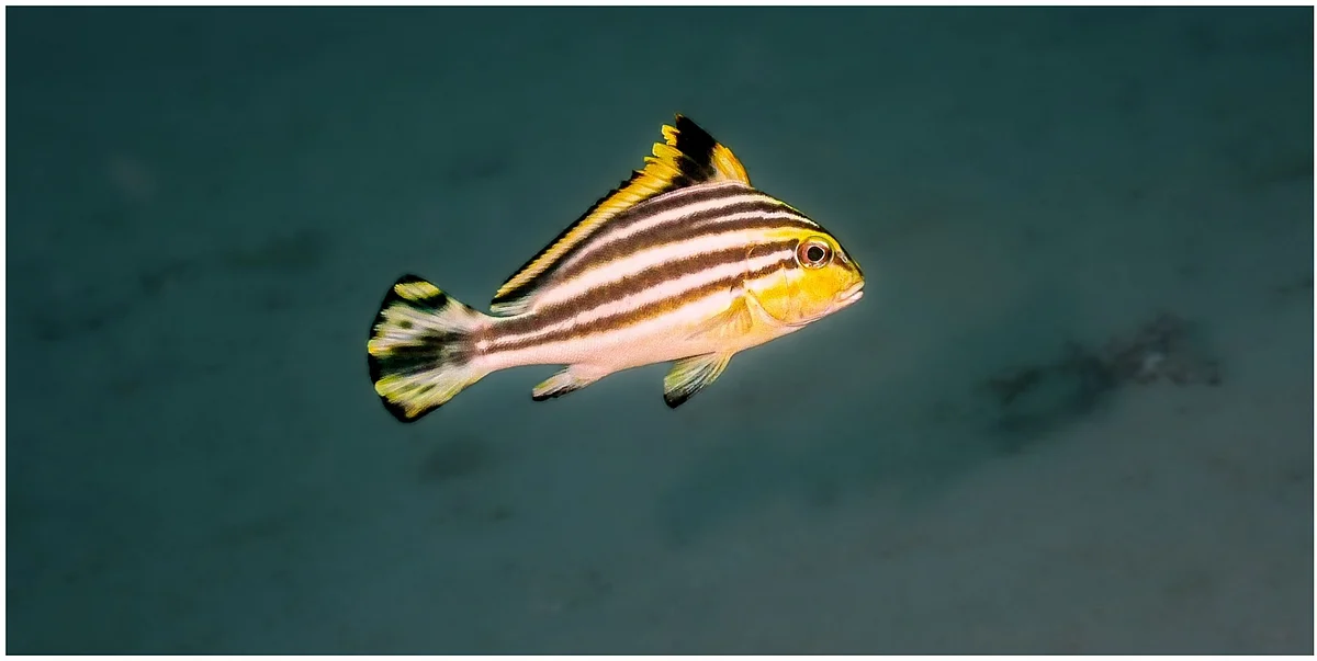 Look: Rare fish spotted in Fujairah in signs of UAE's marine ecosystem ...