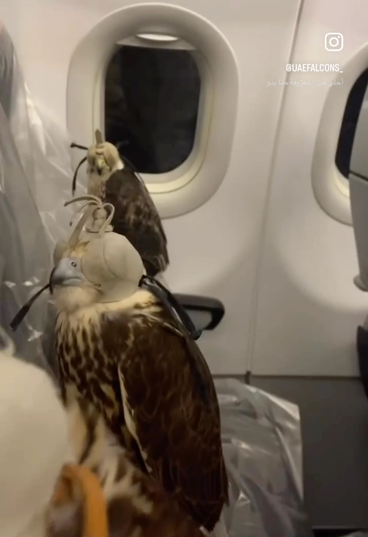 Watch: UAE falcons with passports, on plane seats? Inside the world of ...