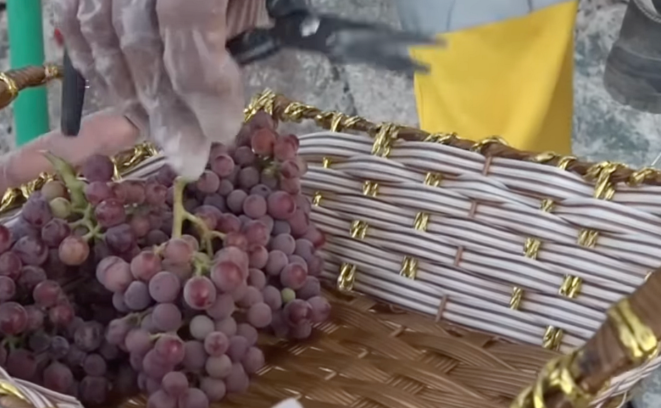 Look: First grapes harvested 'above the clouds’ in Sharjah under new ...