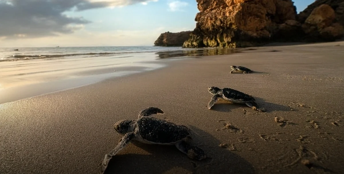 Behold nature in all its glory at Oman's Turtle Sanctuary | Khaleej Times