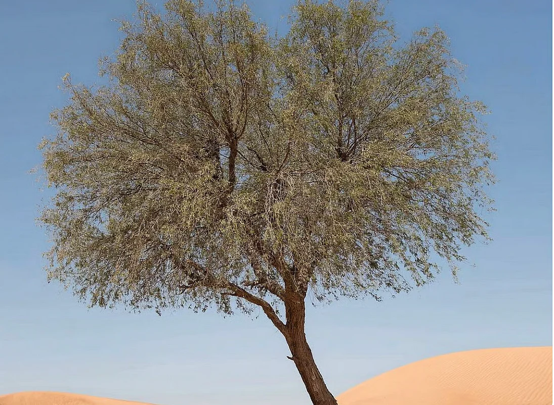 'Felt something powerful': How UAE's Ghaf tree inspired resident to pen ...
