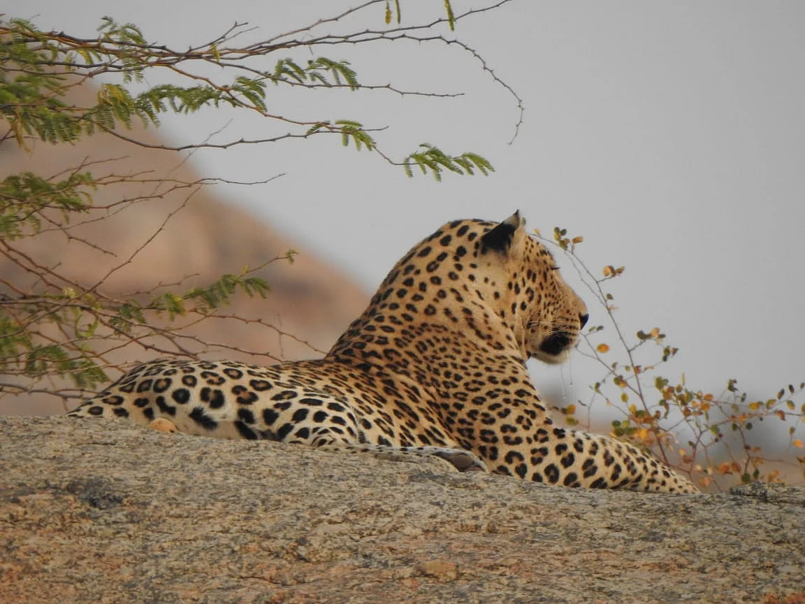 Tips for travel, stay, and leopard sightings in Jawai-Bera, Rajasthan ...