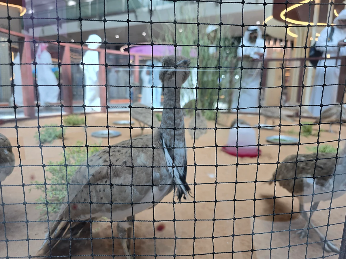 Houbara Bustard's Comeback in the UAE