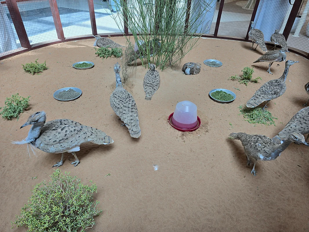 'Vulnerable' houbara bird returns to UAE's deserts after 50 years of ...