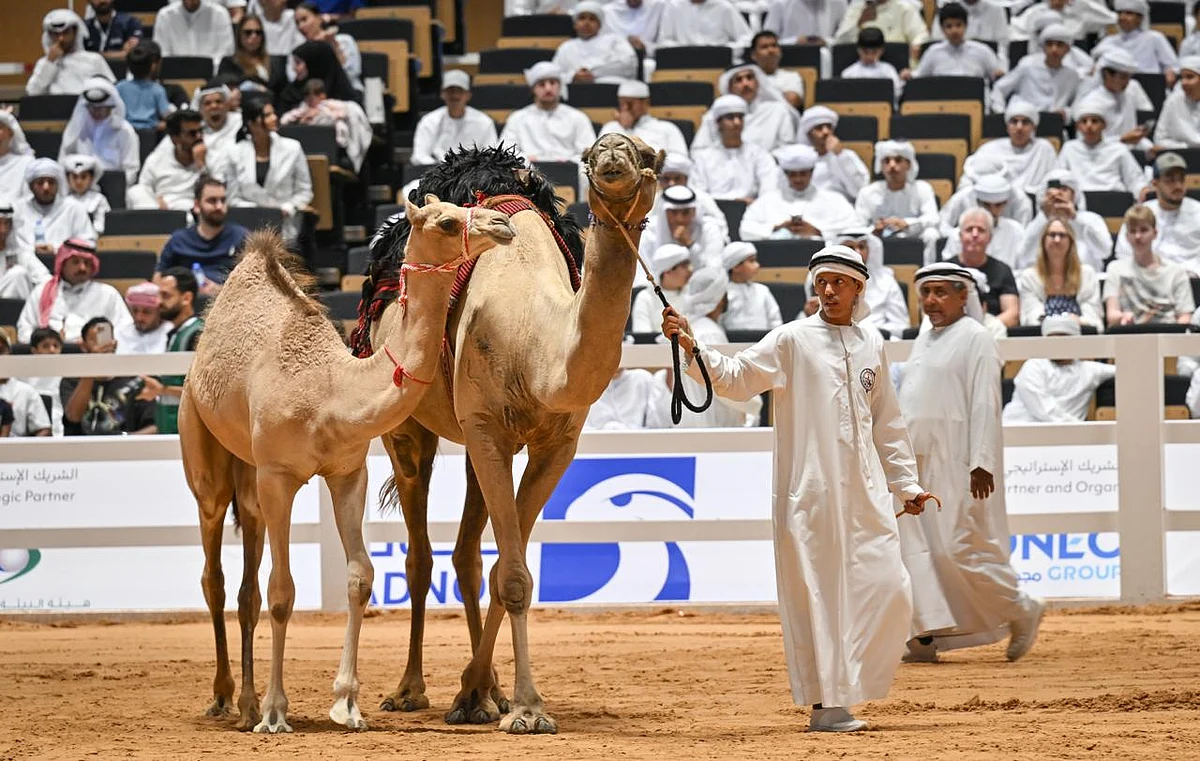 Abu Dhabi: Camel sold for eye-watering Dh500,000 after dramatic bidding war | Khaleej Times