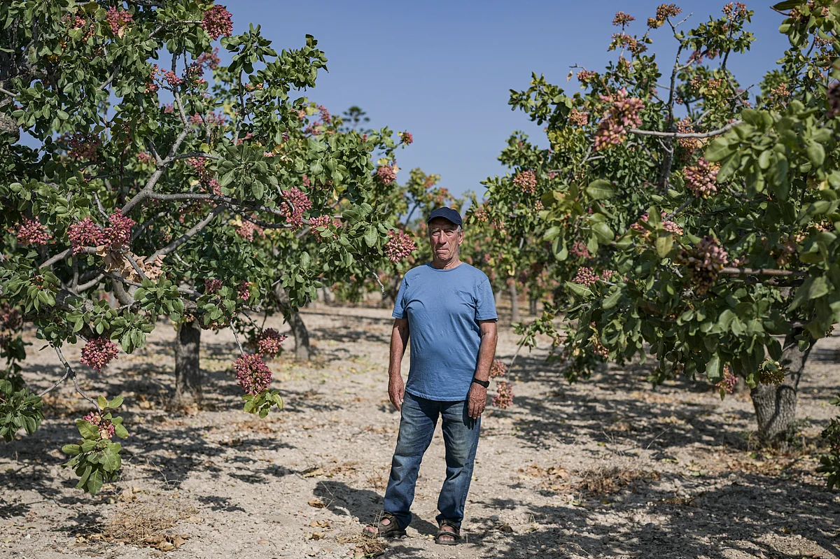 'Last generation': Greek island's fading pistachio tradition | Khaleej ...