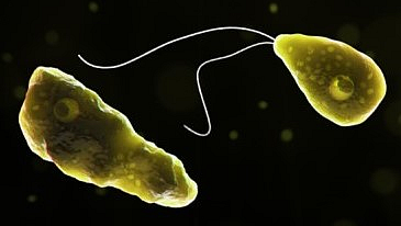 India health alert after 'brain-eating' amoeba rise | Khaleej Times