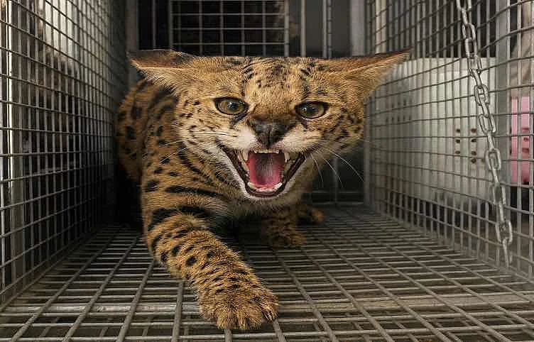 Dubai resident hands over dangerous serval cat, avoids legal penalties ...