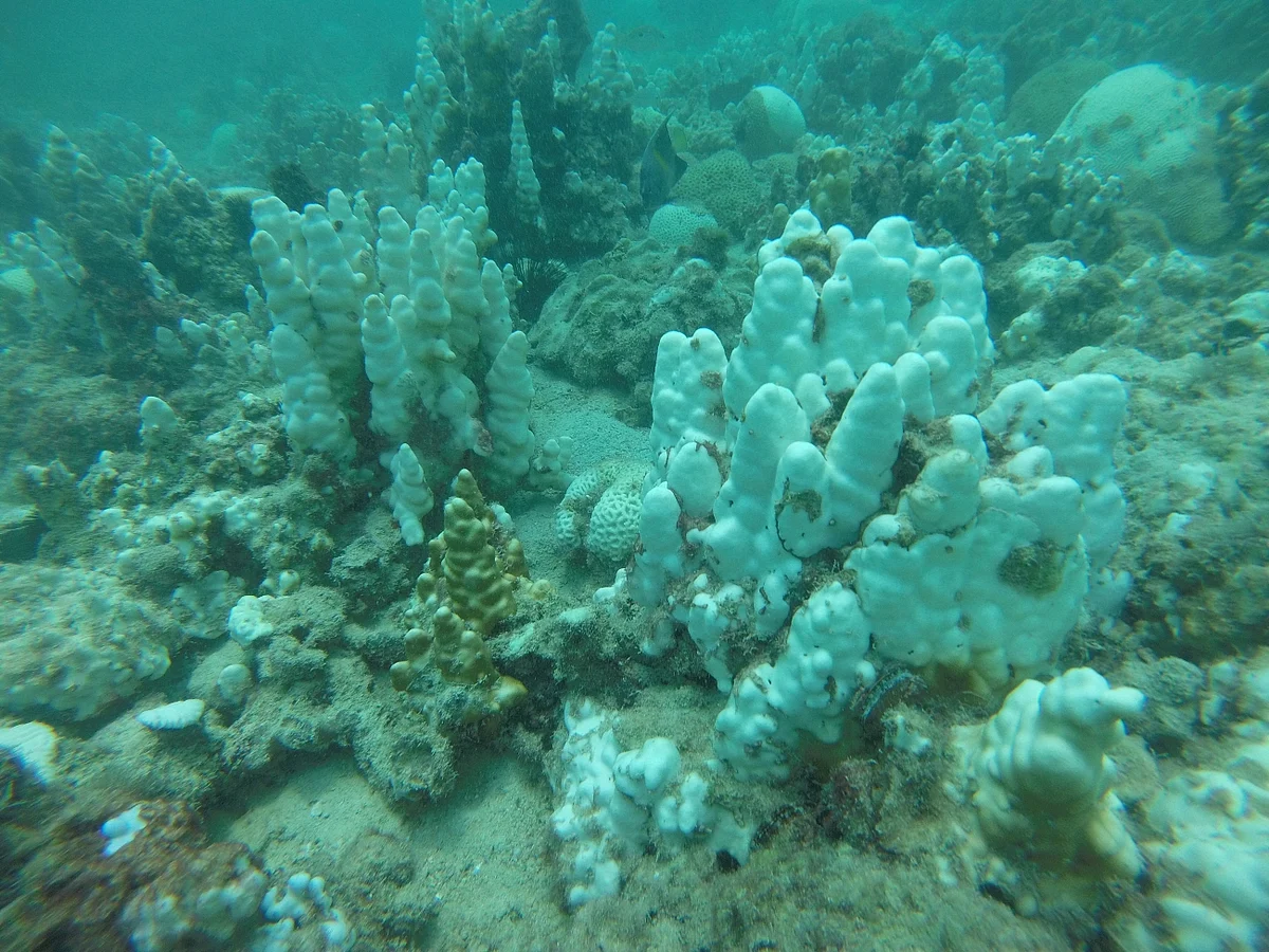 UAE scientists discover cause of extreme summer heat in Arabian Gulf ...