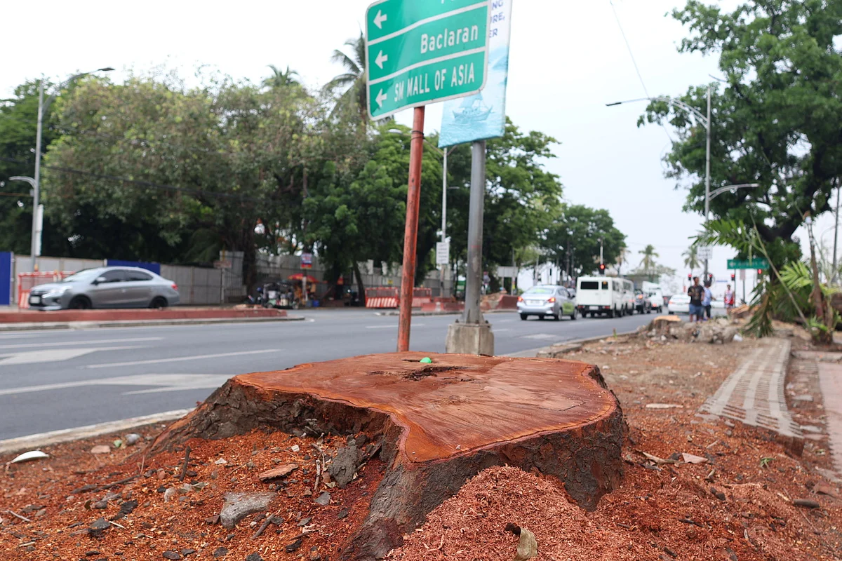 Philippine activists force halt to Manila tree-cutting for superhighway ...