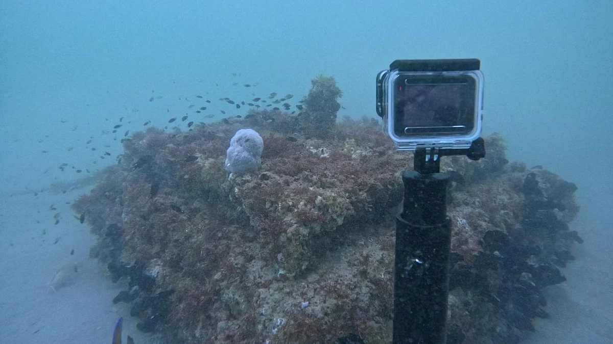 Marine scientist’s 25-year Ecoreef project in UAE shows new way to ...