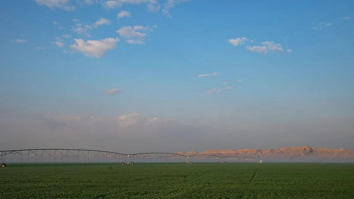 Vertical farming, hydroponics: How UAE farms are creating oases of ...