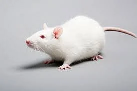 Scientists succeed in turning mice transparent | Khaleej Times
