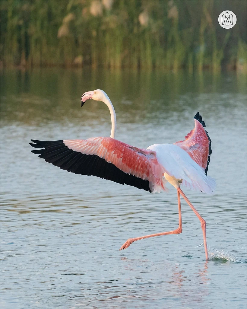 Over 75,000 birds spotted in Abu Dhabi in the first half of the year ...