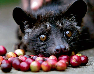 The world's most expensive coffee beans | Khaleej Times