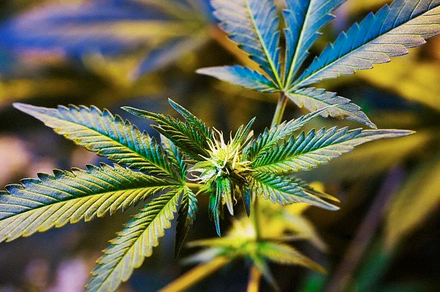 Croatia legalizes use of medical marijuana | Khaleej Times