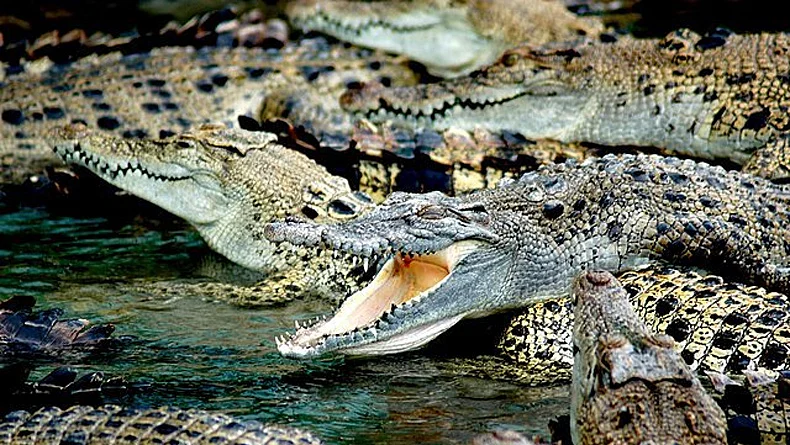 Beware! 10 crocodiles break loose from zoo