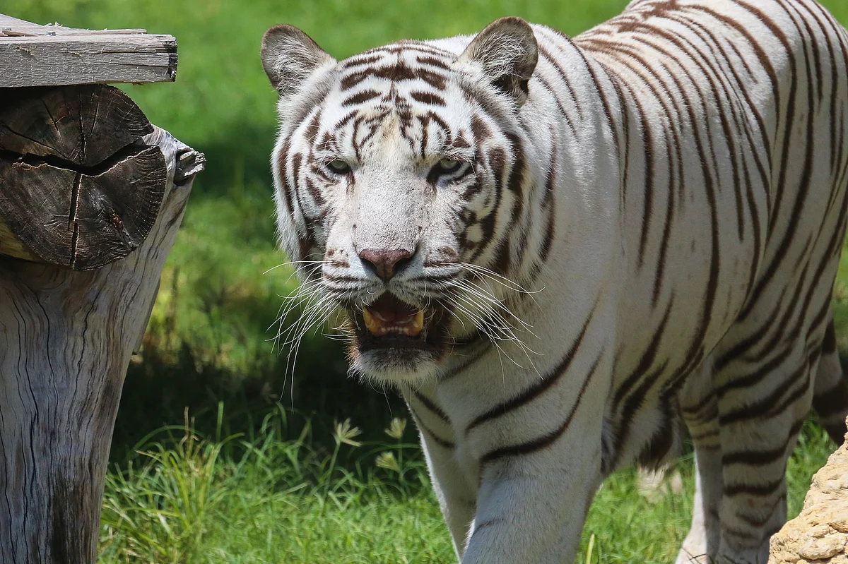 UAE: Now, compete with tigers in a tug-of-war | Khaleej Times