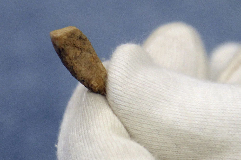 560,000-year-old tooth, the oldest human body part, found in France