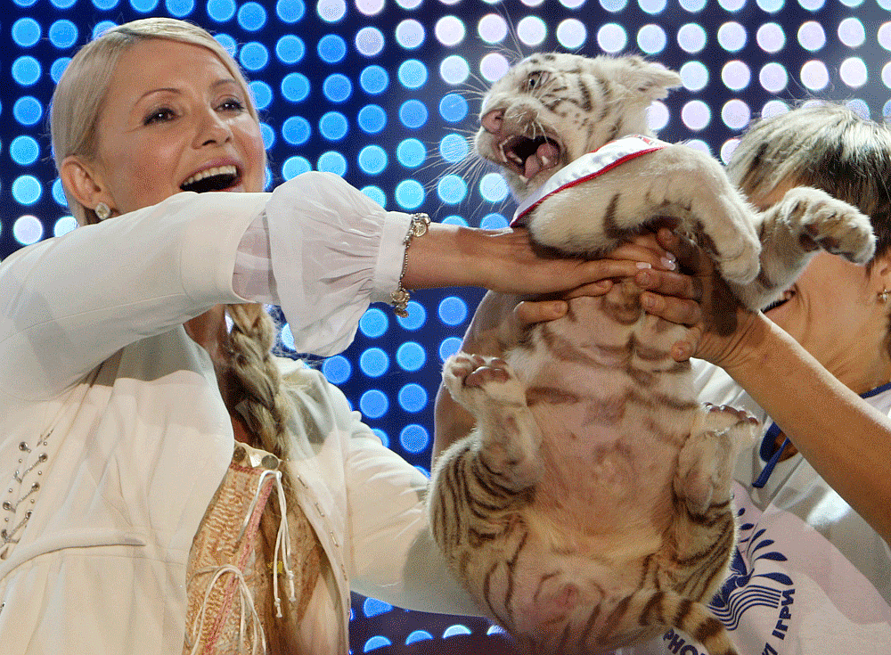 Cold in blacked-out Crimea kills rare Bengal tiger cub