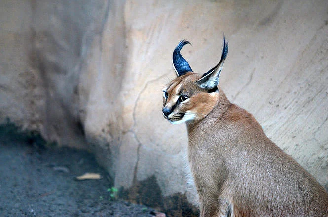 Arabian Caracal spotted in Abu Dhabi for first time in 35 years ...