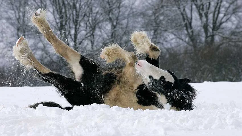 Come blizzard, that's how these animals roll