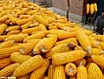 Four myths about corn you should stop believing | Khaleej Times