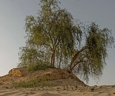 Ghaf: A look at the importance of UAE's national tree | Khaleej Times