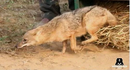 Meat bomb kills jackal in India, 12 arrested | Khaleej Times