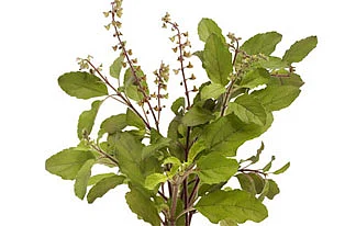 Tulsi enters US lab to fight against all kinds of cancer | Khaleej Times