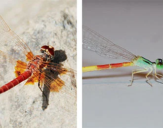 Rare dragonfly species found in Fujairah | Khaleej Times
