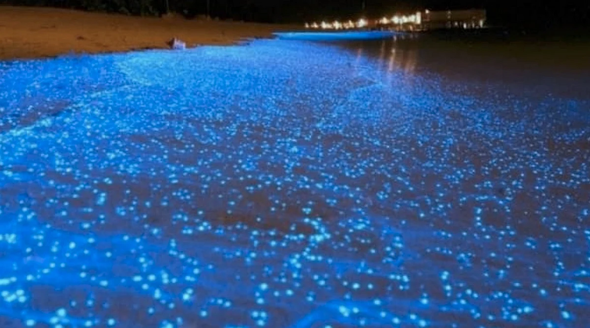 Blue glowing water spotted on Chennai beach; pictures go viral ...