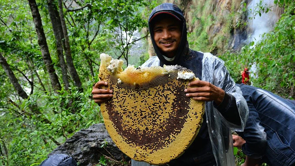 Nepals Liquid Gold The Untold Story Of Mad Honey Harvesting Khaleej