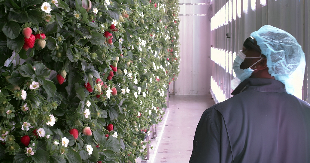 UAE: Region's first indoor vertical strawberry farm to come up in Abu ...