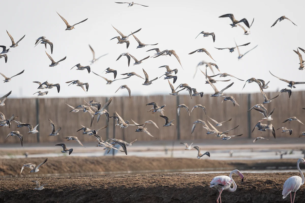 Look: How UAE deserts turned into a winter wonderland for migratory ...