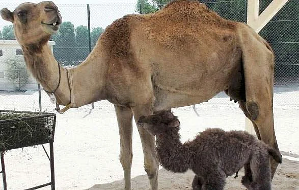 Dubai centre produces first cloned Bactrian camel | Khaleej Times