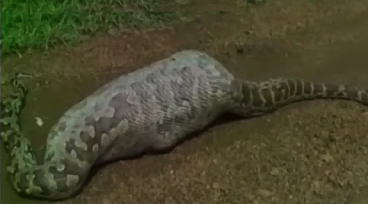 WATCH: Python dies after swallowing blue bull | Khaleej Times