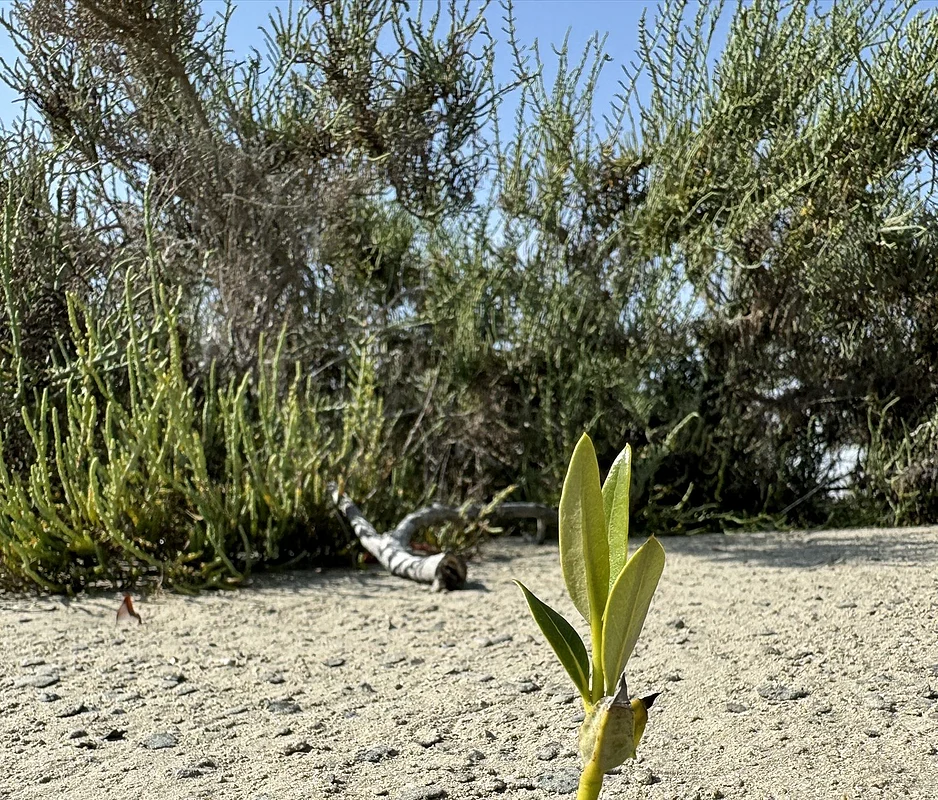UAE plants 10 mangrove trees for each COP28 visitor | Khaleej Times