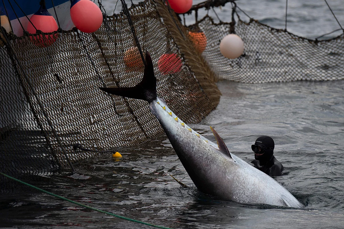 What is Spain's 3,000-year-old tuna fishing tradition | Khaleej Times