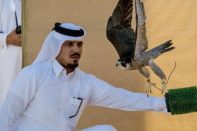 A look at the traditional Emirati pastime of falconry | Khaleej Times