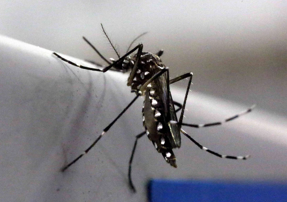 UAE: Notice more mosquitoes? Report sightings and breeding sites ...